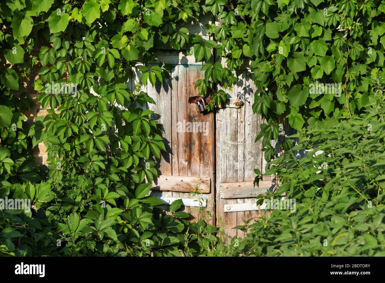 Vine Leaves Rusty Fence High Resolution Stock Photography and Images ...