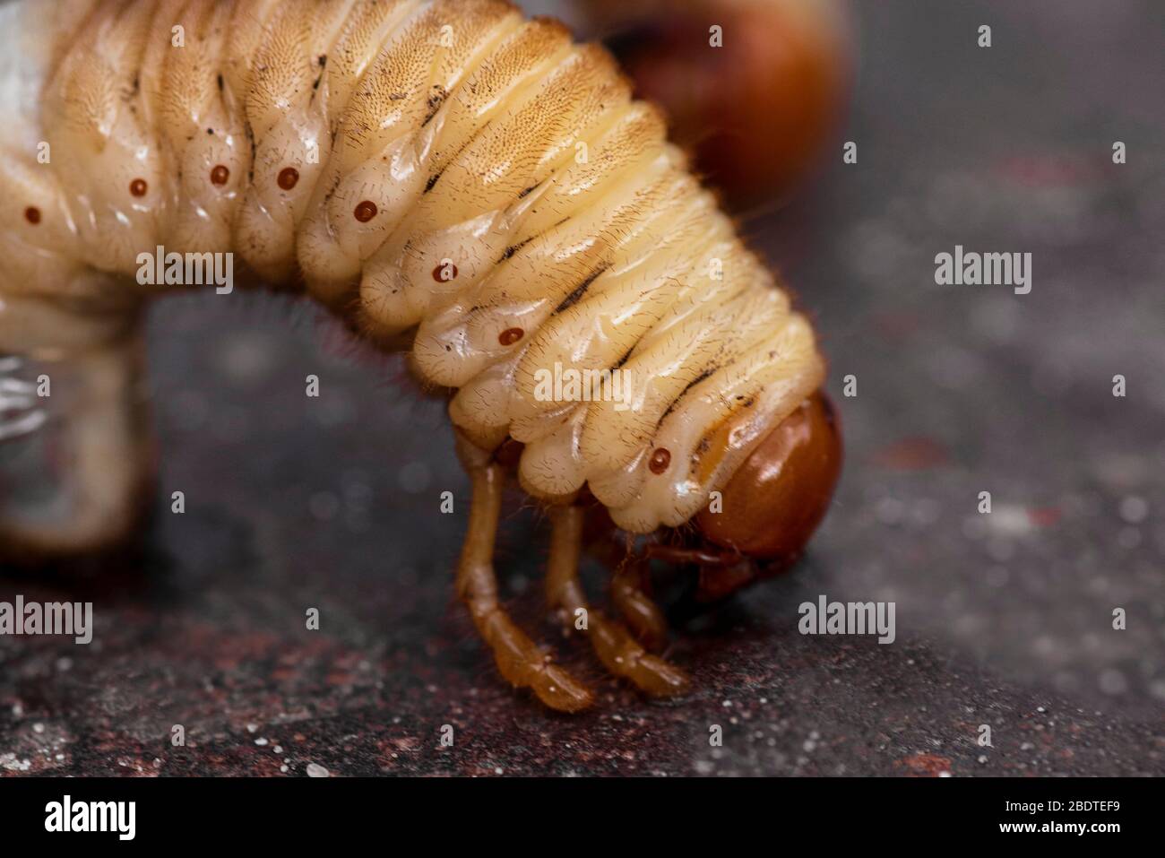 Larvae of a ground beetle. Ground parasites, beetle larva.larvae of a ...