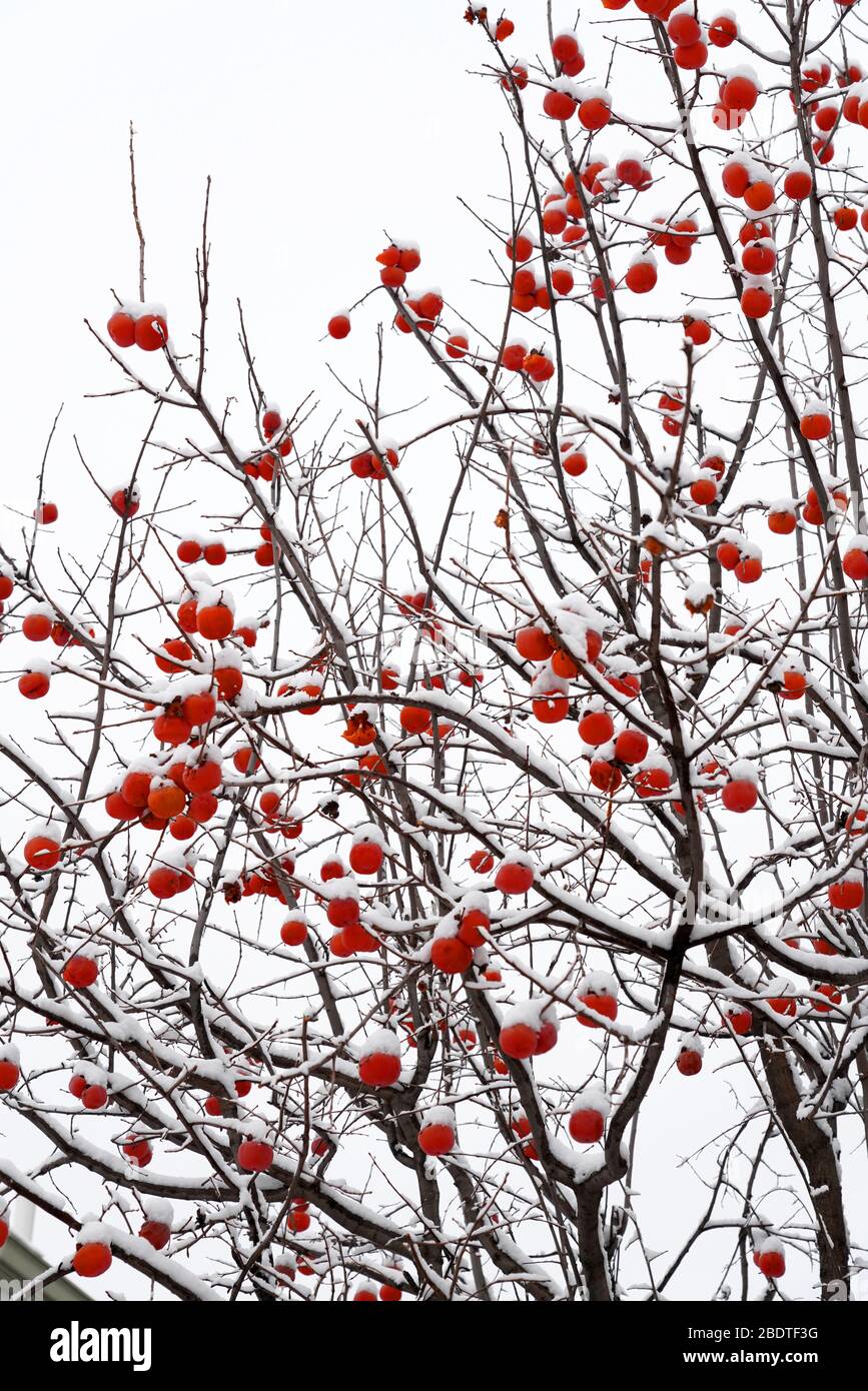 Slight snow covering hi-res stock photography and images - Alamy