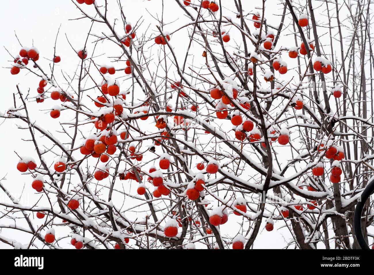 The snow after the persimmon tree Stock Photo - Alamy