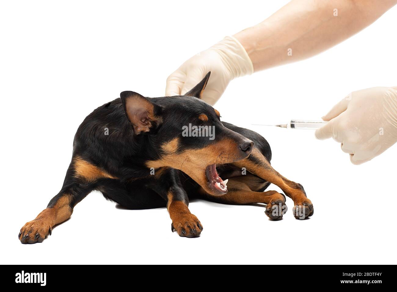 The dog is given an injection on a white background in the Studio Stock ...
