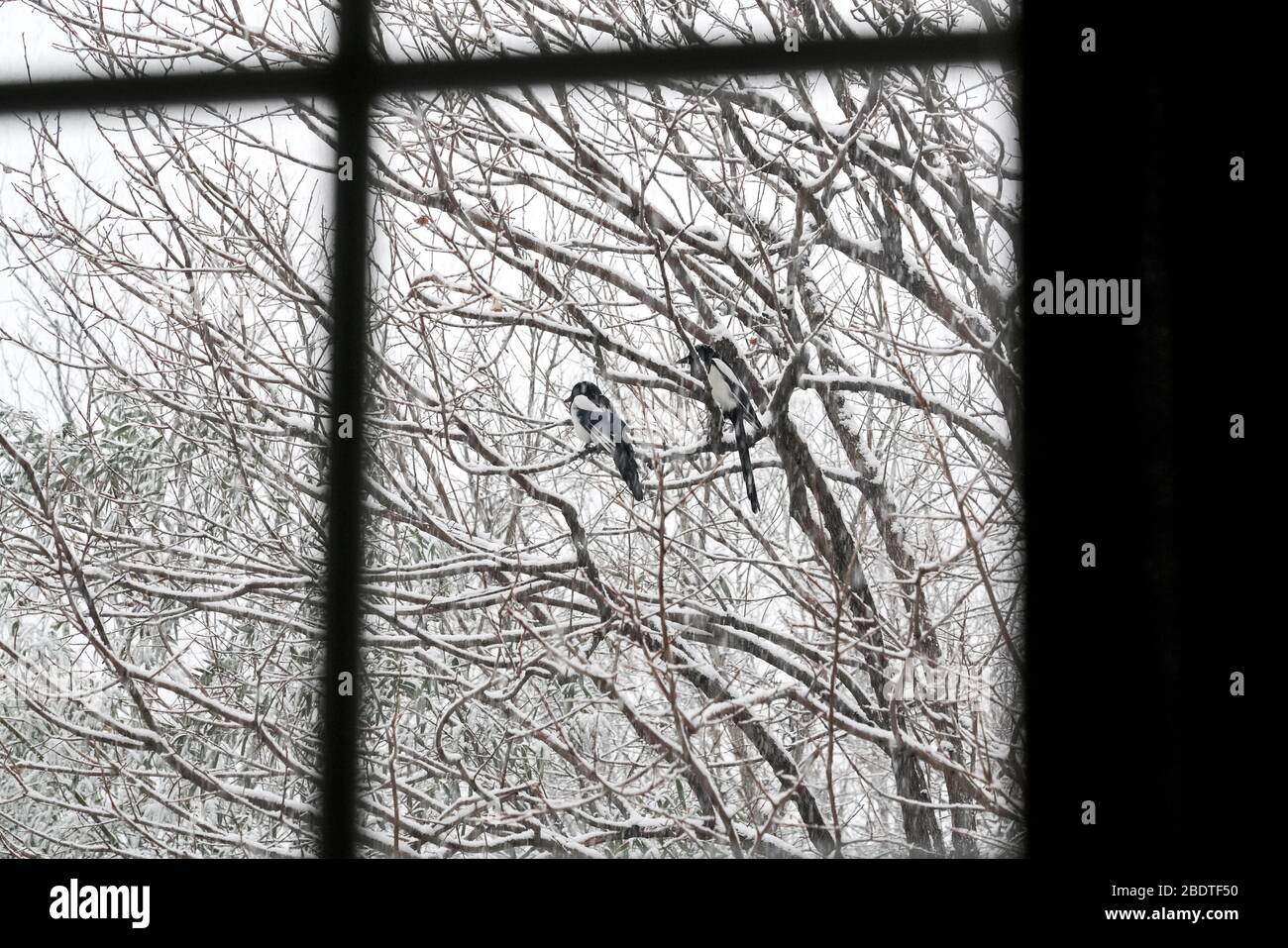 The snow outside the window the magpies Stock Photo - Alamy