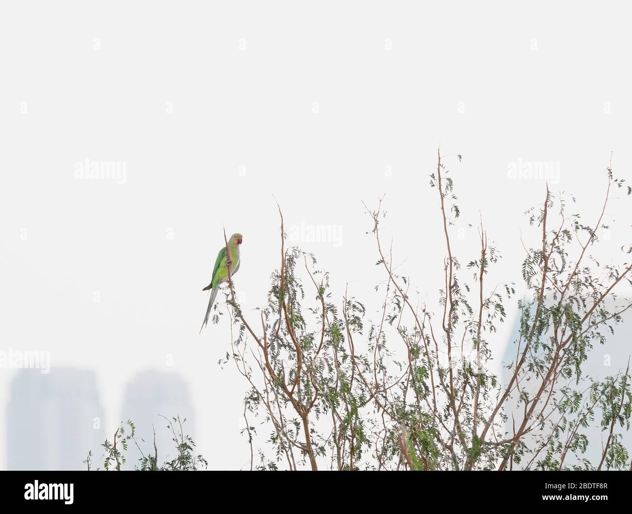 Beautiful bird in varanasi india hi-res stock photography and images ...