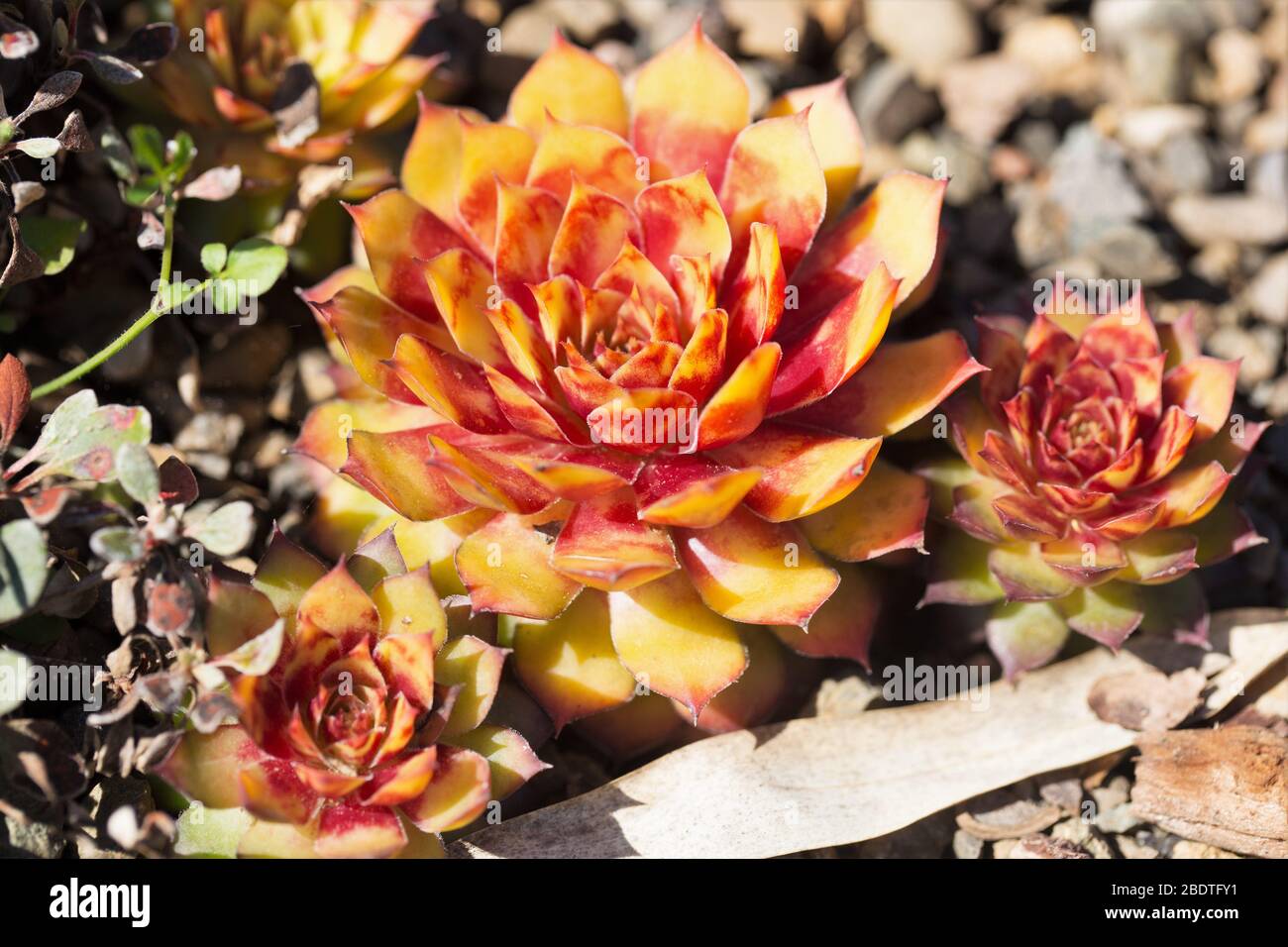 Sempervivum 'Gold Nugget' Stock Photo - Alamy