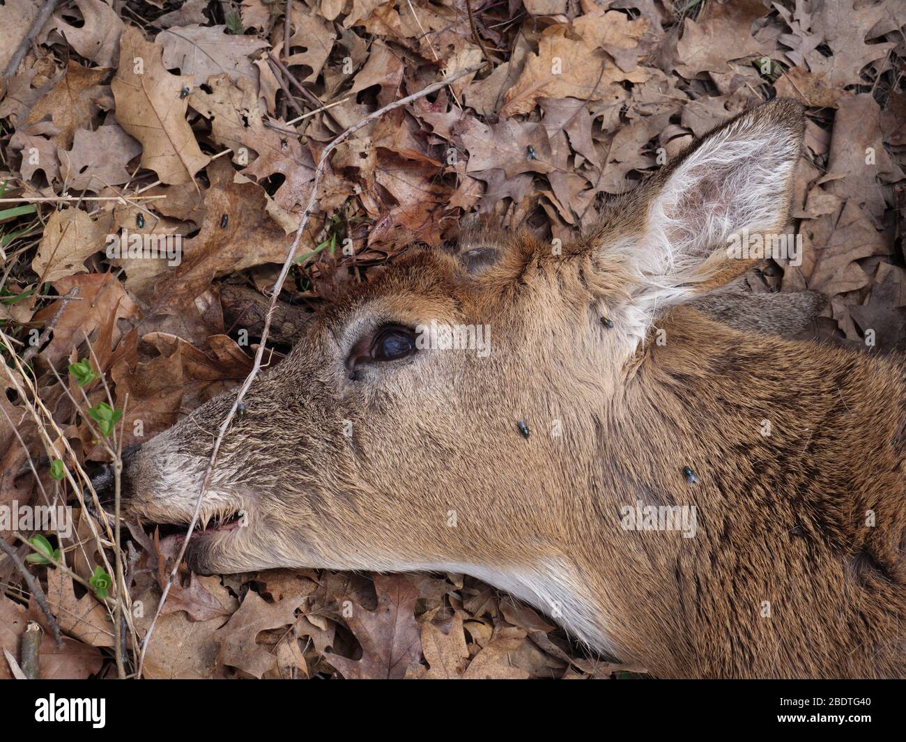 White carcass hi-res stock photography and images - Alamy