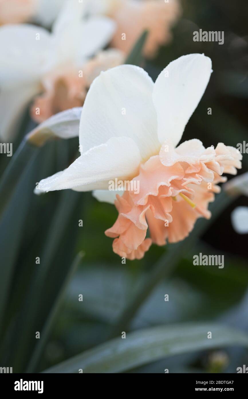 Daffodil (Narcissus 'Sunday Pink' Stock Photo - Alamy