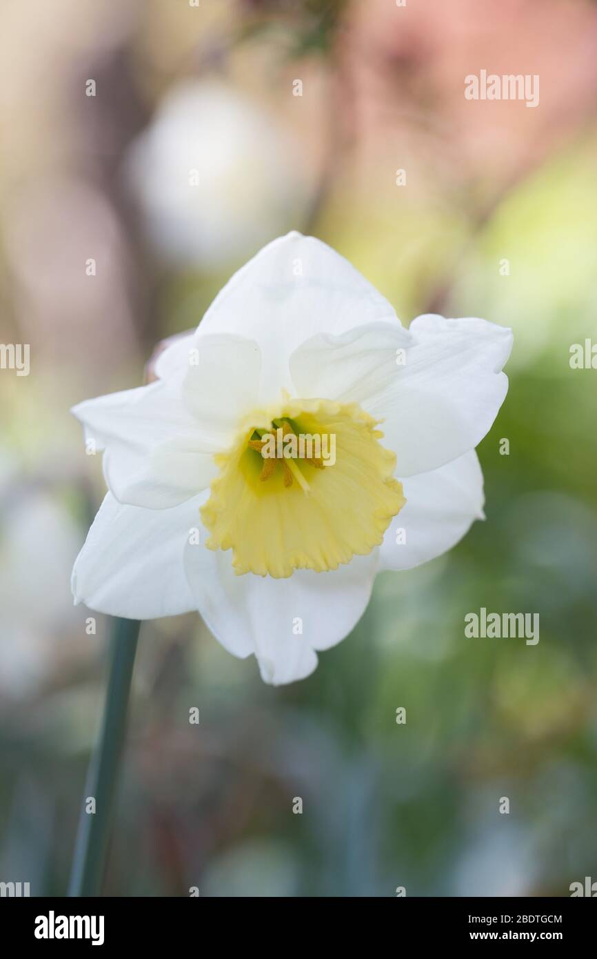 Daffodil close hi-res stock photography and images - Alamy