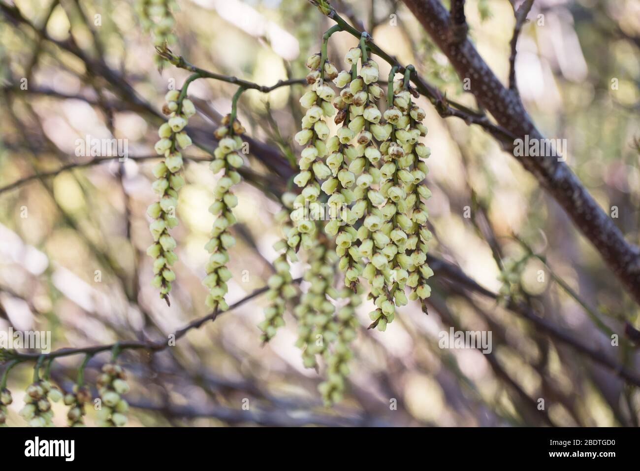 Stachyurus praecox hi-res stock photography and images - Alamy