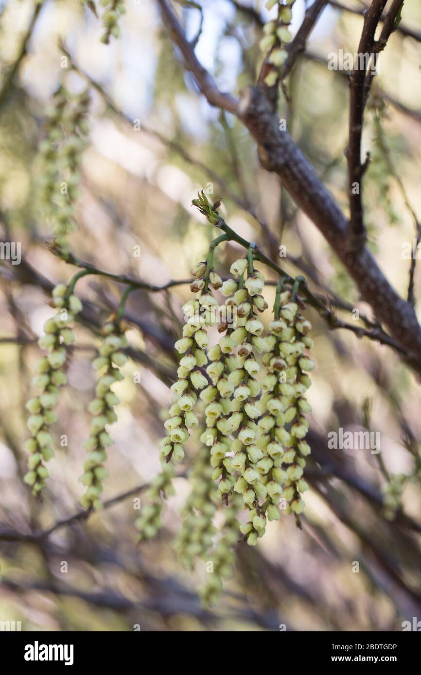 Stachyurus praecox hi-res stock photography and images - Alamy