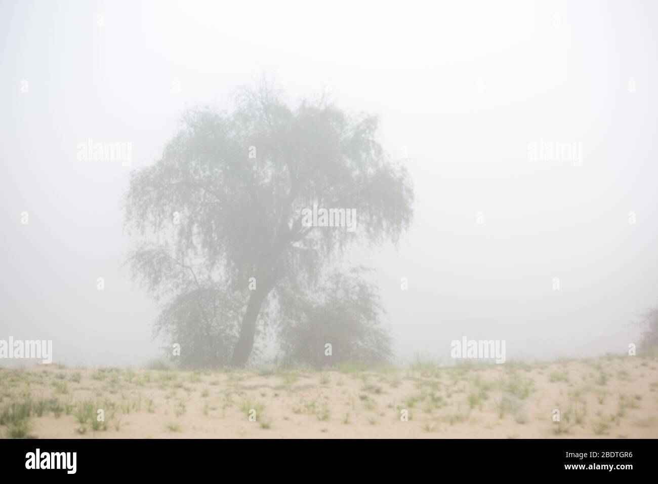 Beautiful lonely tree on foggy hi-res stock photography and images - Alamy