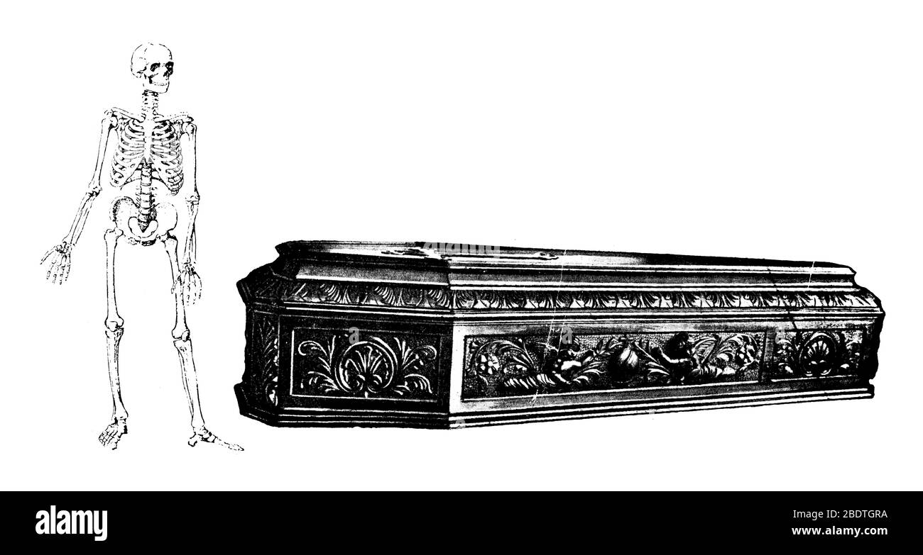 Original human skeleton hi-res stock photography and images - Alamy