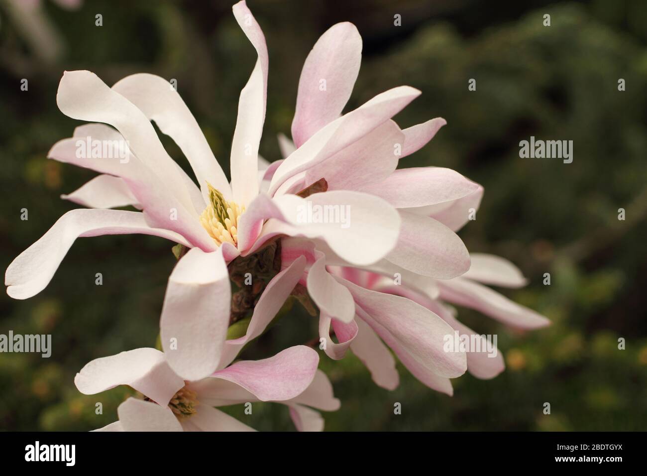 Magnolia tree branch white background hi-res stock photography and ...