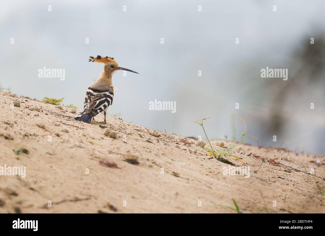 Close up, beautiful bird, African Hoopoe, Upupa epops africana on the ...