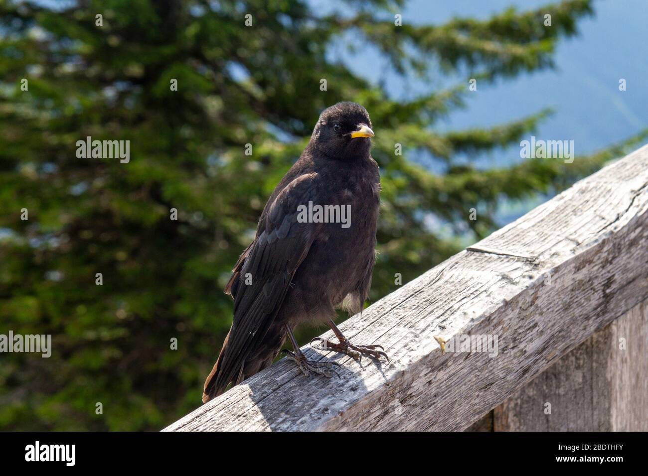 Adolf hitler visitors hi-res stock photography and images - Alamy