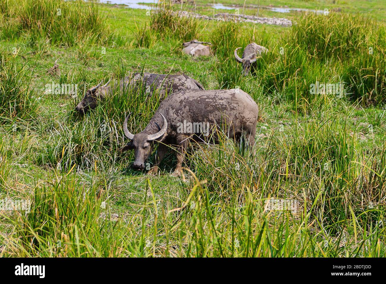 Black water buffalo grazing hi-res stock photography and images - Alamy