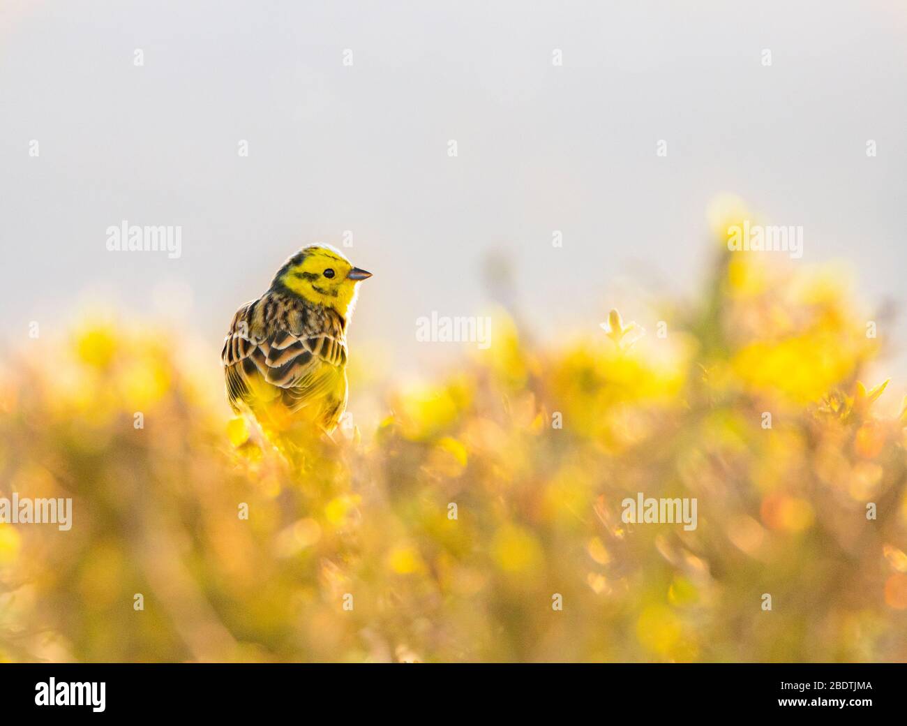 Yellowhammer uk hi-res stock photography and images - Alamy