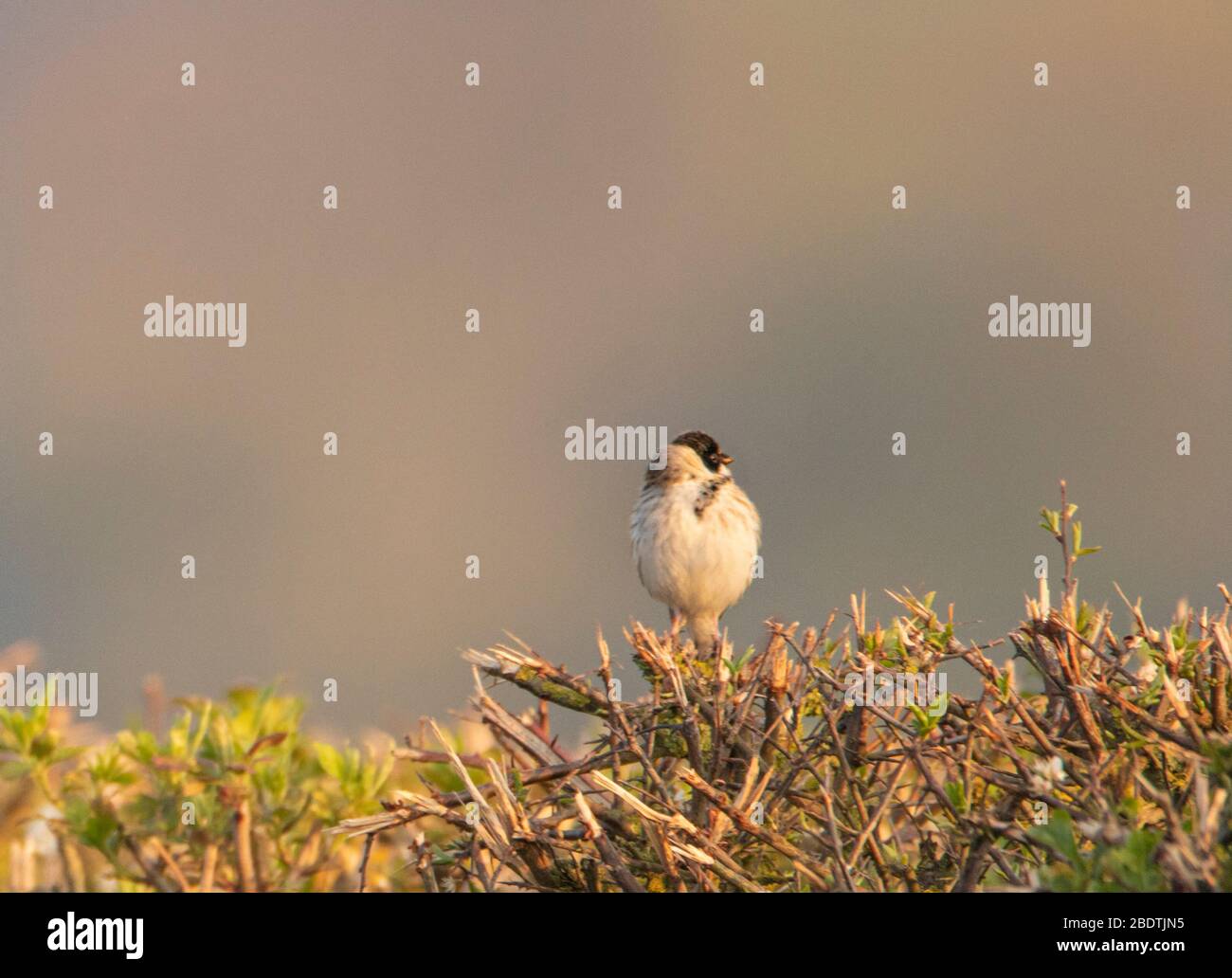 Bird striped head hi-res stock photography and images - Alamy