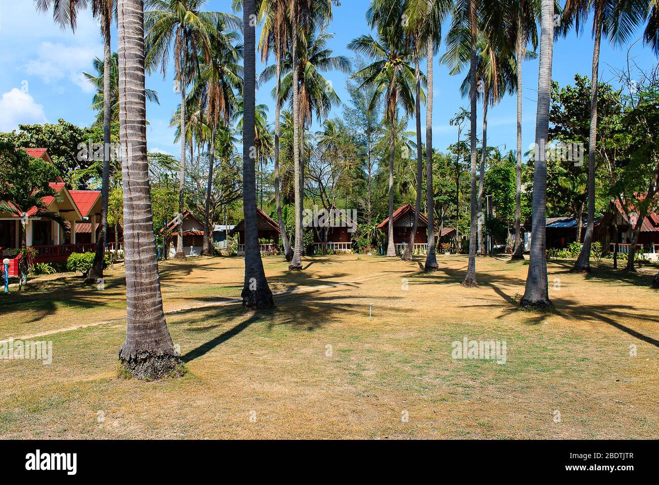 Palm Trees at Ko Lanta , Koh Lanta, Krabi, Thailand Stock Photo - Alamy