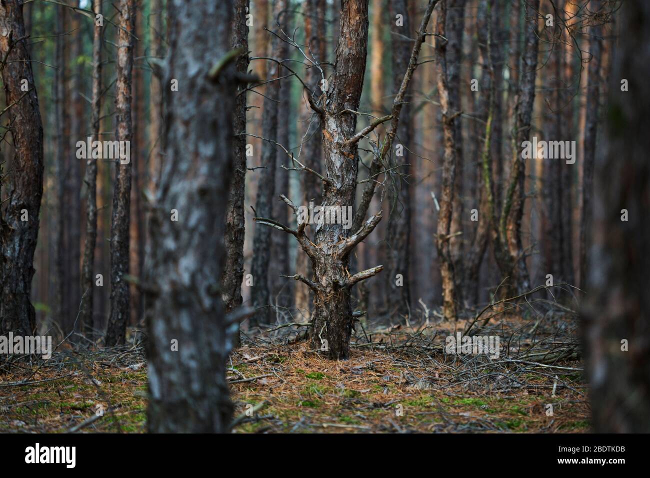 Pine Forest in Fall in Germany Stock Photo - Alamy