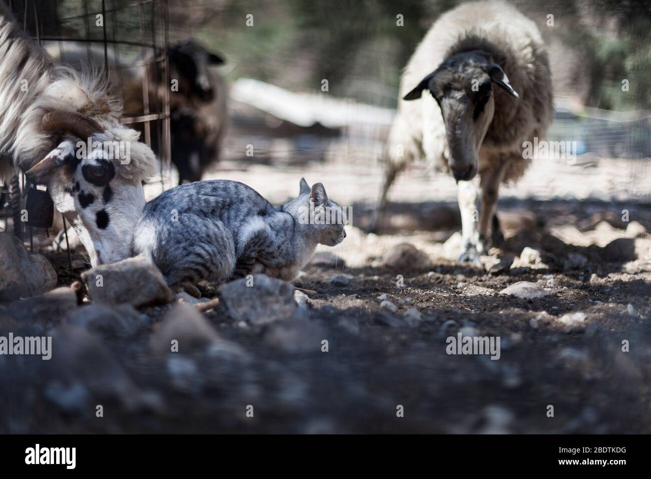 Cat and sheep hi-res stock photography and images - Alamy