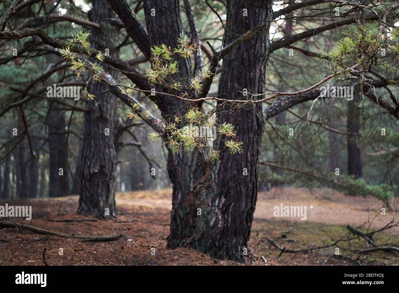 Fall of germany hi-res stock photography and images - Alamy