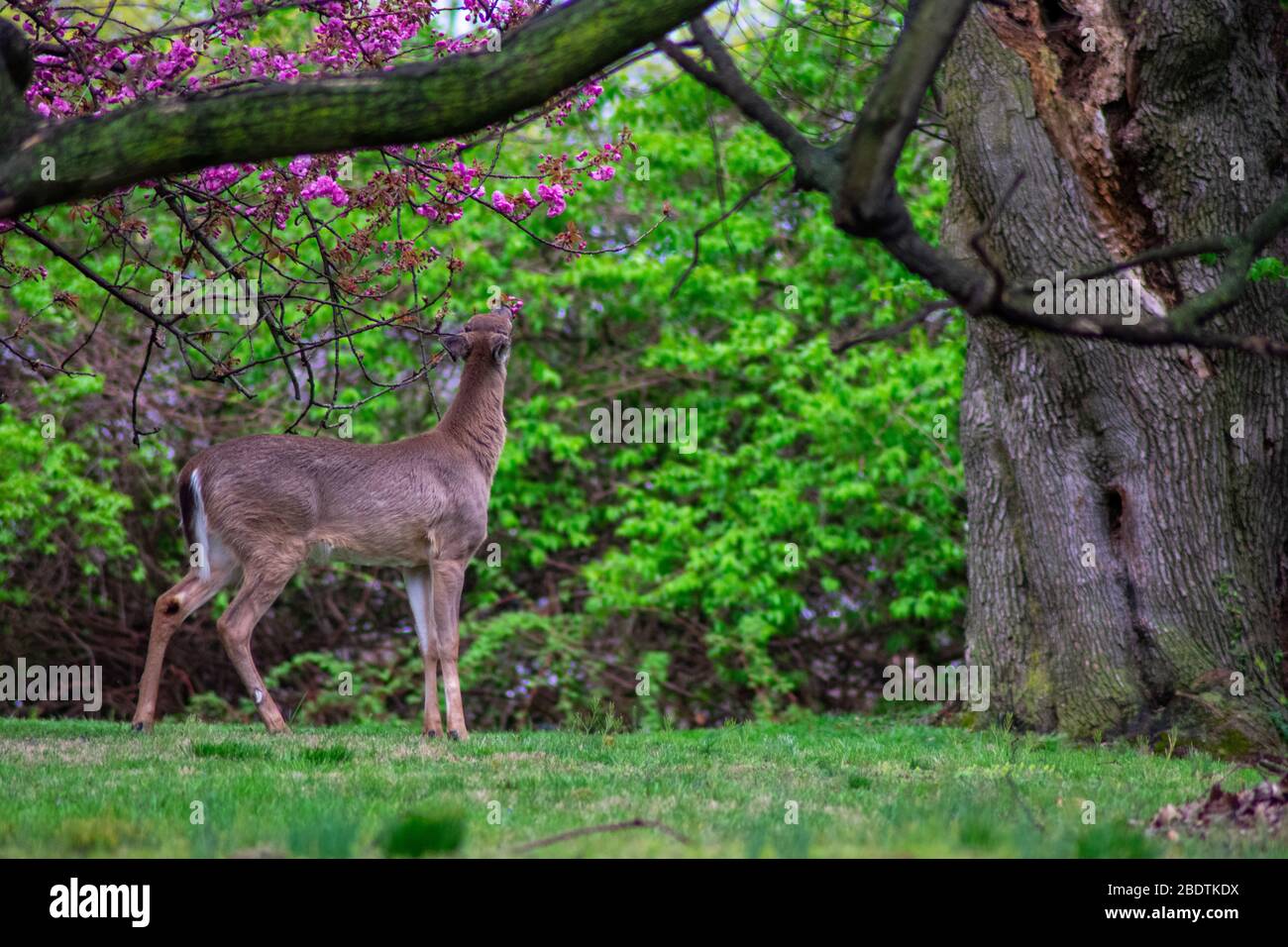White tailed deer spring flowers hi-res stock photography and images ...
