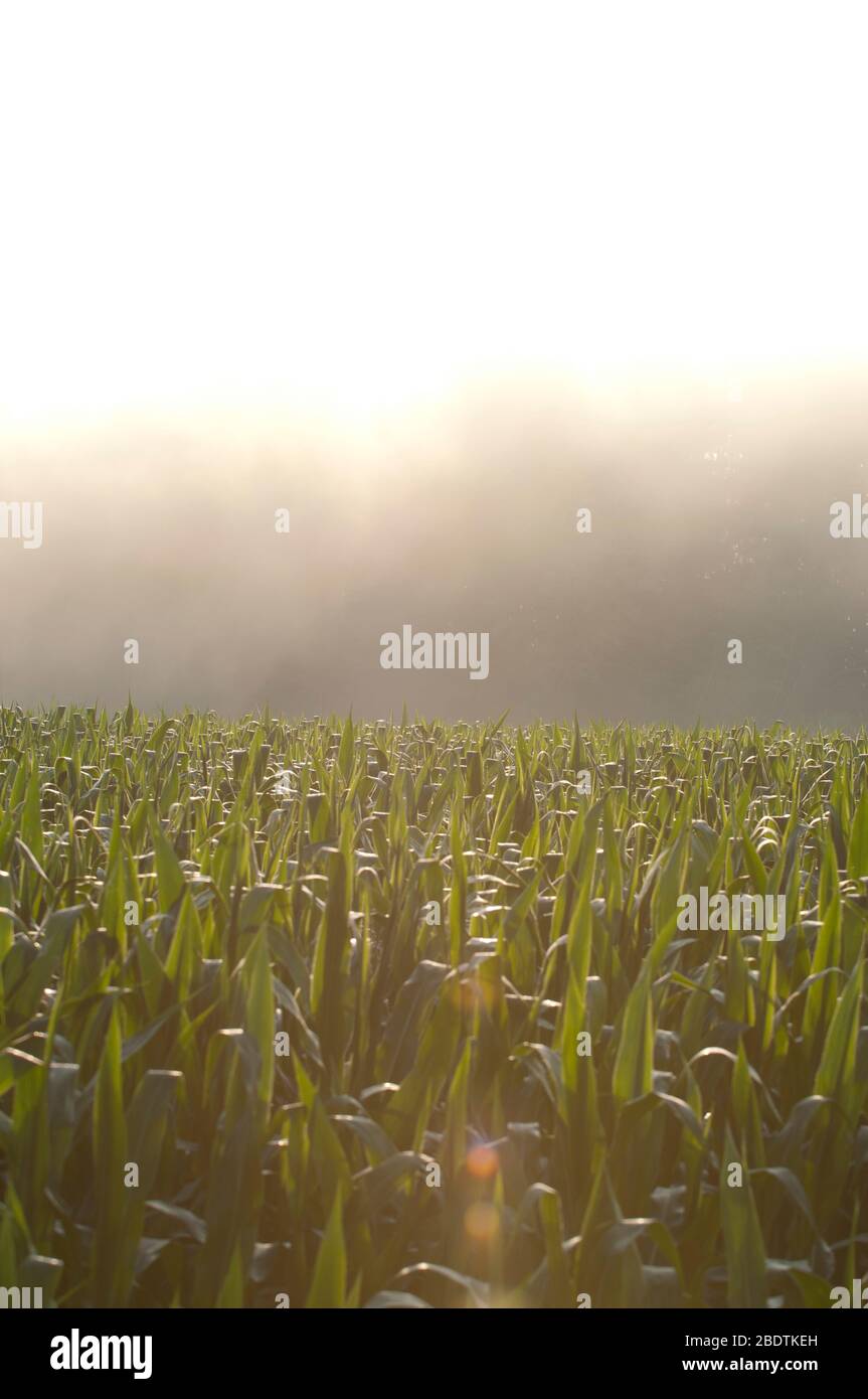 A field of corn with rays of sunshine shining through it Stock Photo ...