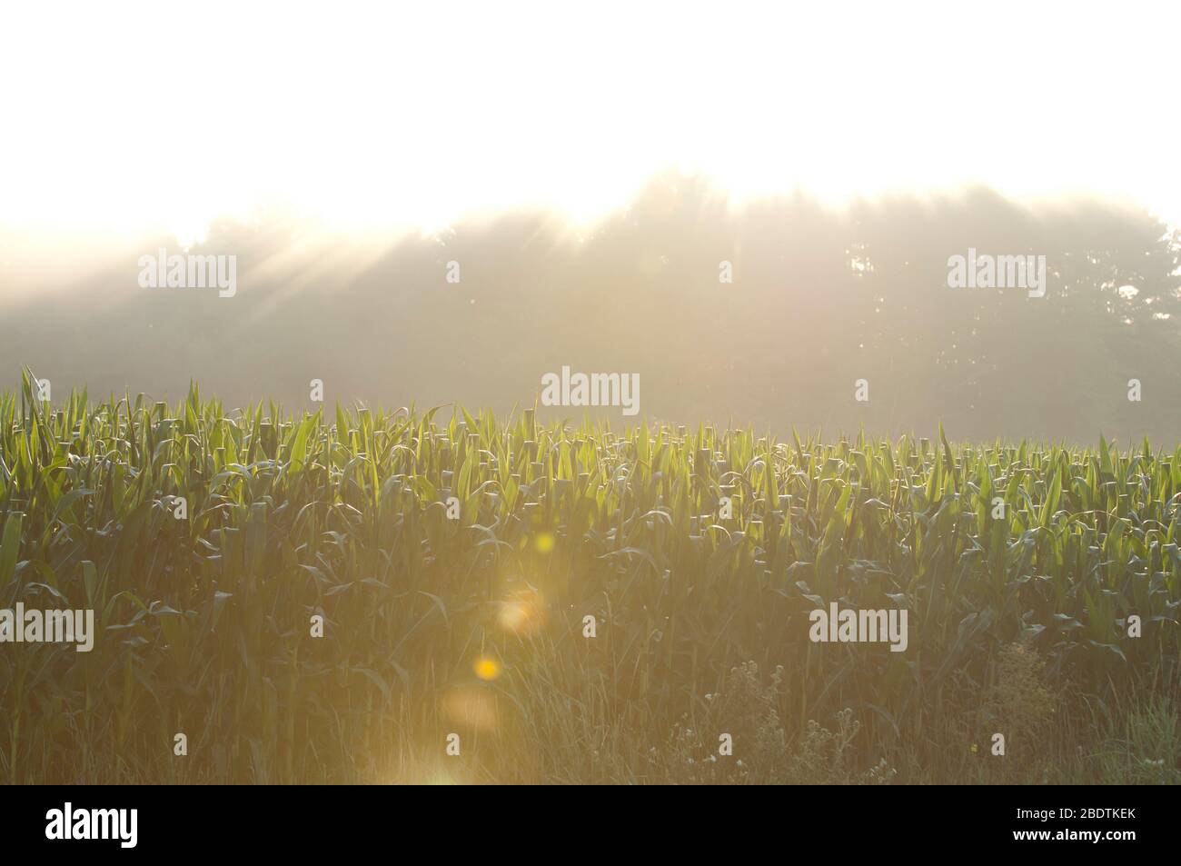 A field of corn in the sunshine Stock Photo - Alamy