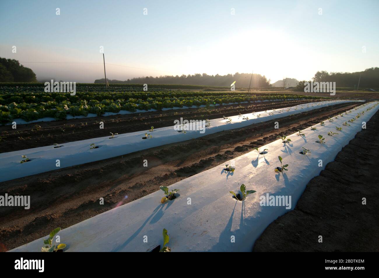 Crops in rows covered plastic hi-res stock photography and images - Alamy