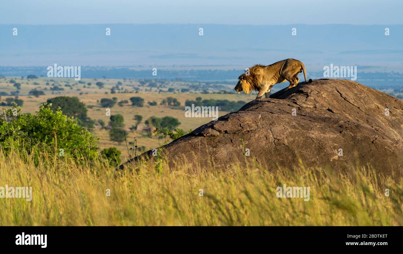 Lion rock formation hi-res stock photography and images - Alamy