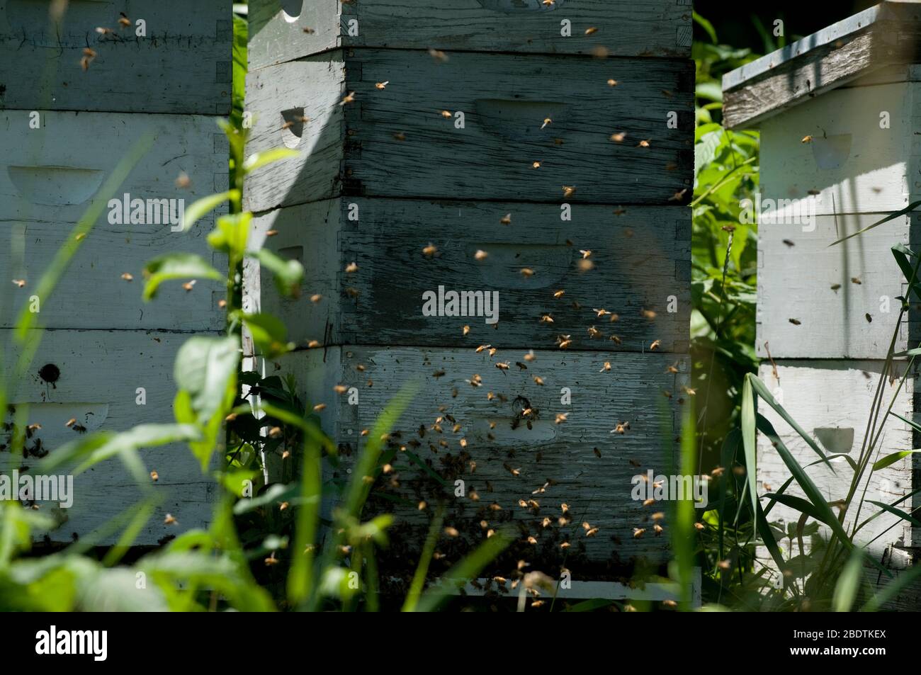Around a hive hi-res stock photography and images - Alamy