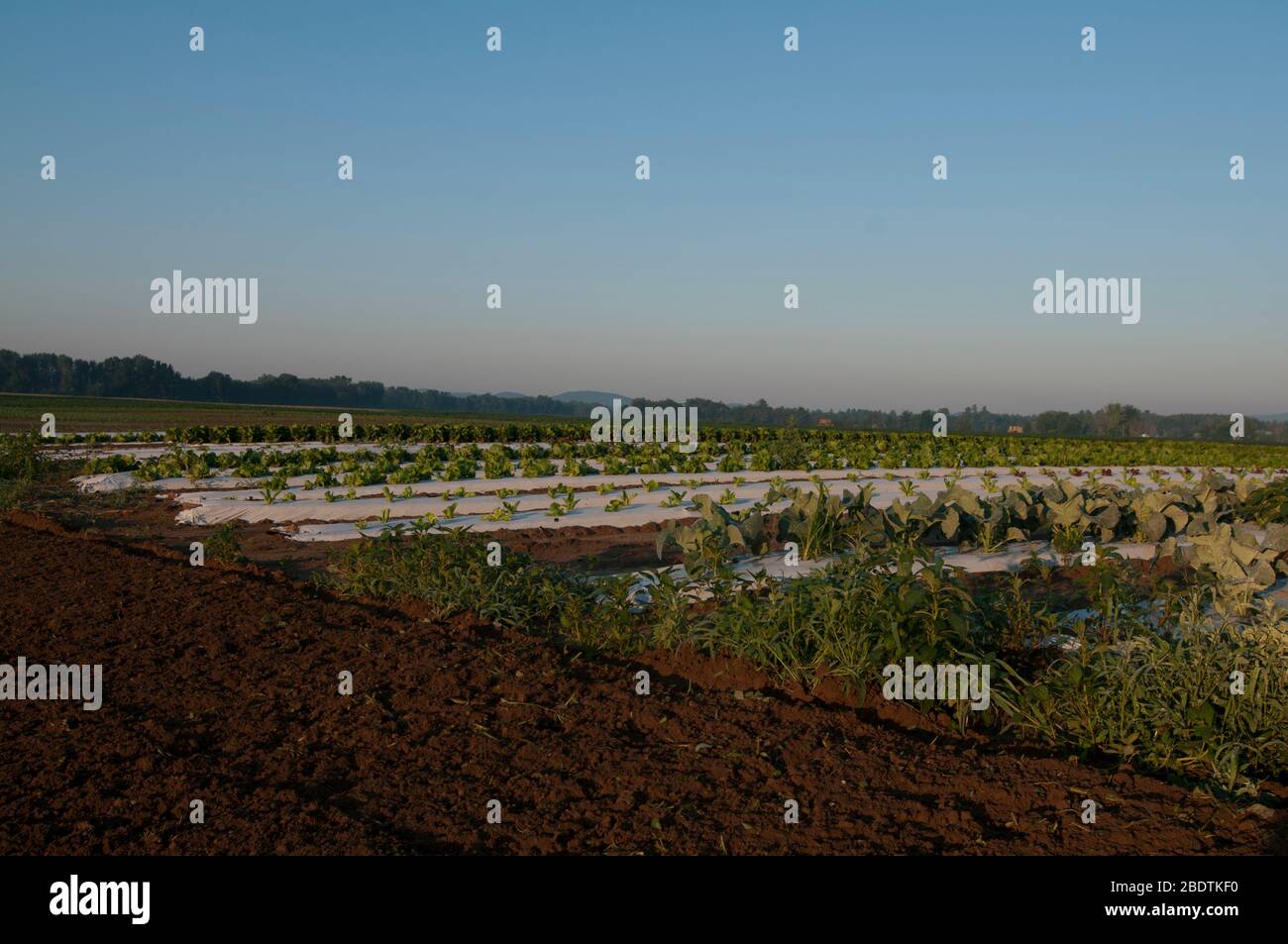 Growing vegetables hi-res stock photography and images - Alamy