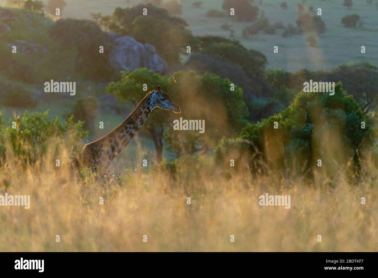 Giraffe in grass hi-res stock photography and images - Alamy