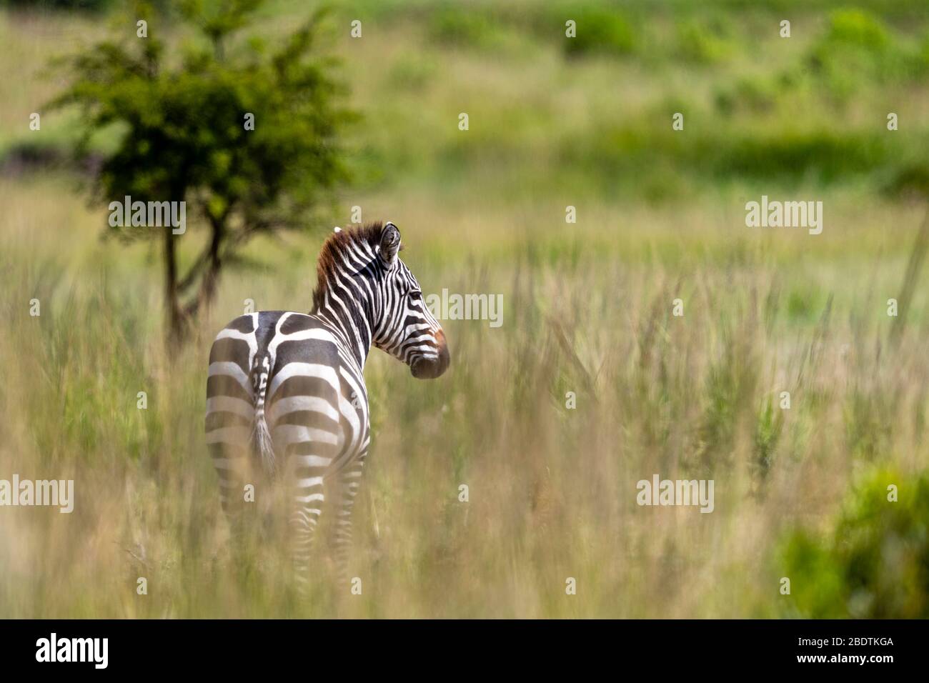 a zebra stands in the tall grass and looks in our direction Stock Photo ...