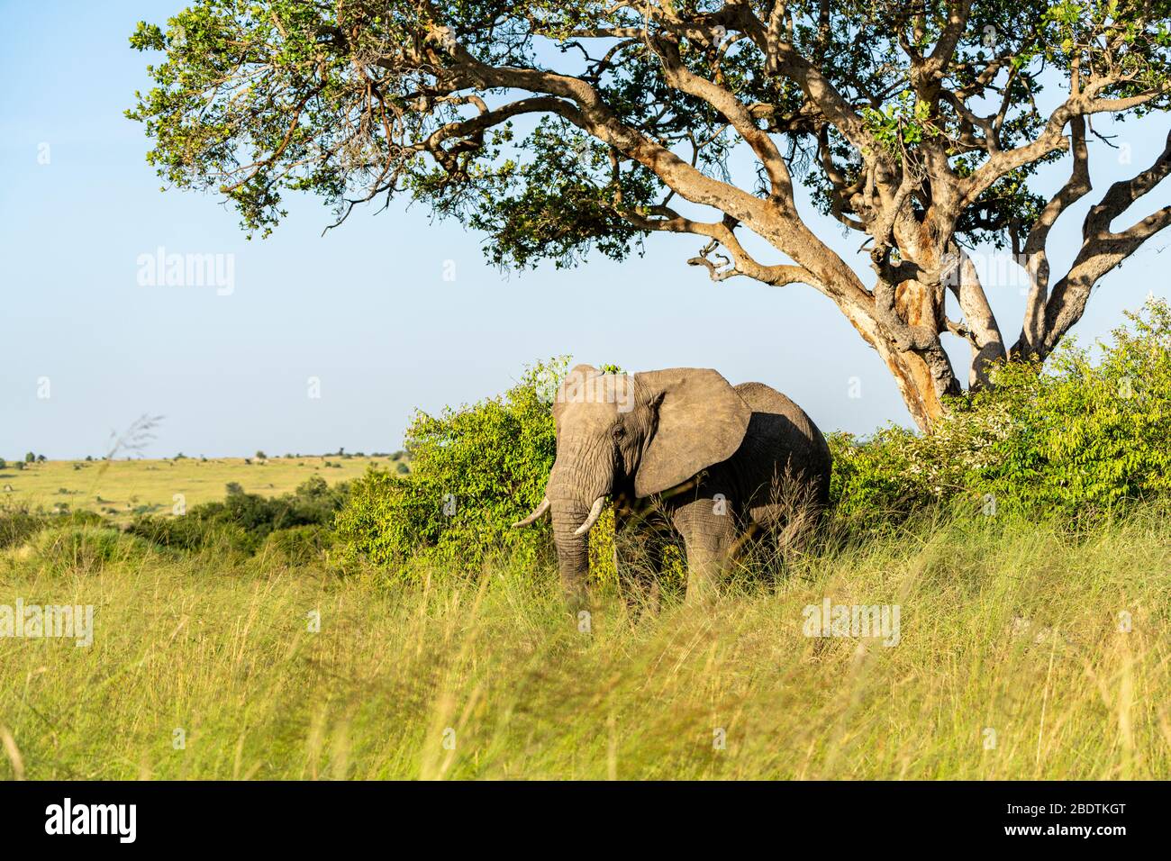 Under a tall tree hi-res stock photography and images - Alamy
