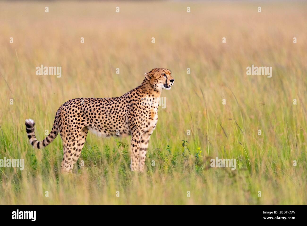 Make motionless hi-res stock photography and images - Alamy