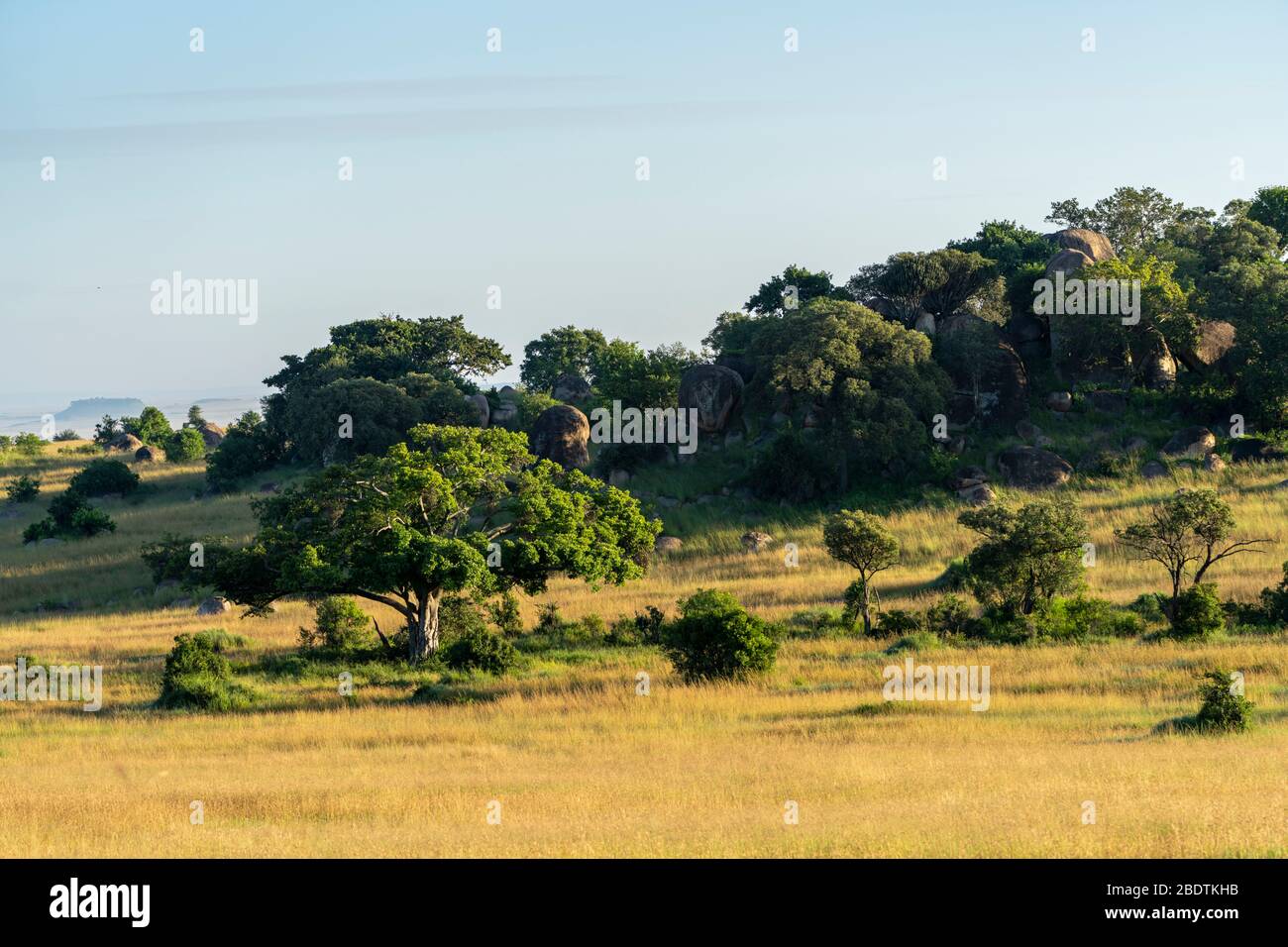 morning landscape of the plains of east africa Stock Photo - Alamy