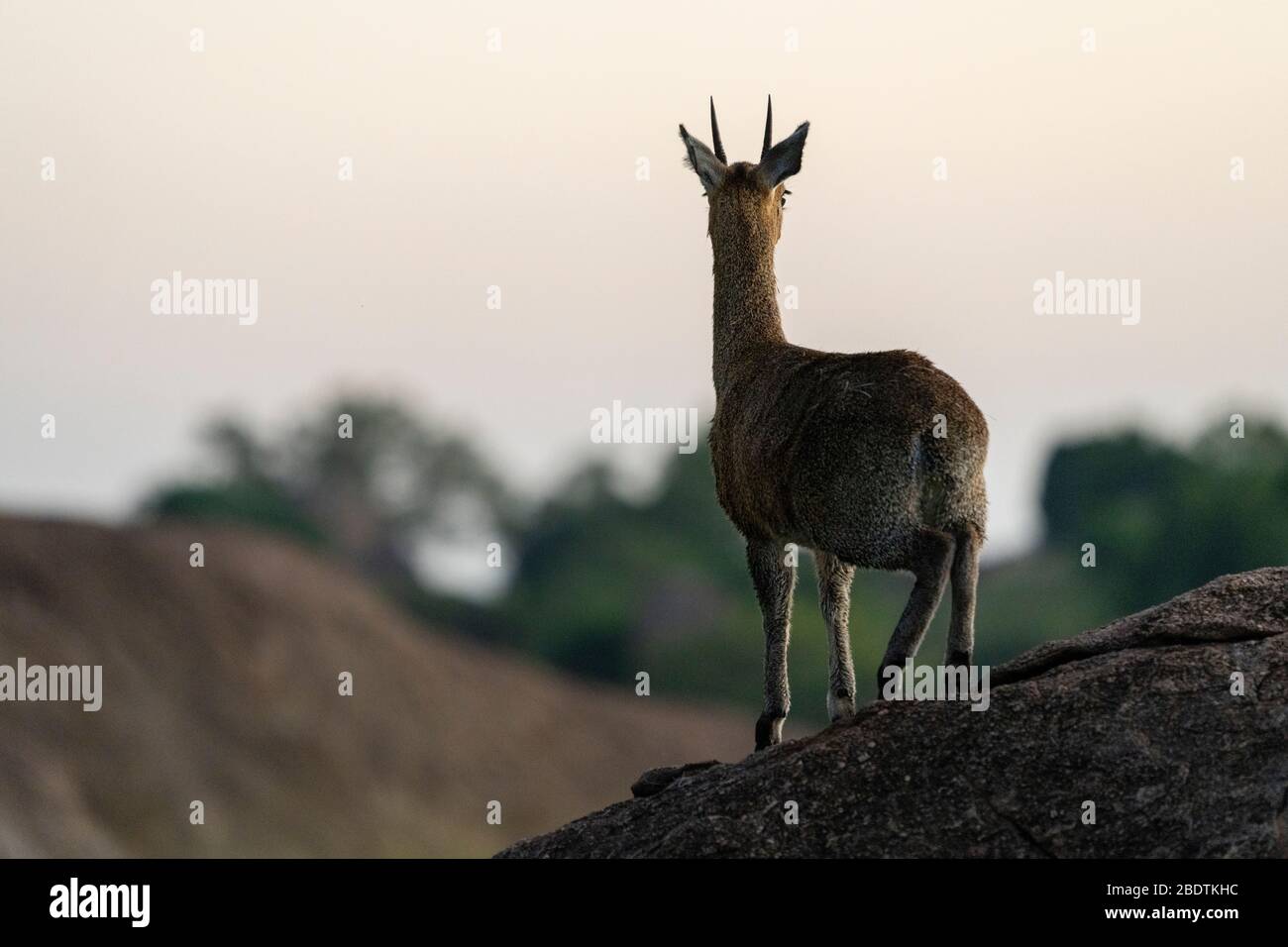 Plain with kopje rock formation hi-res stock photography and images - Alamy