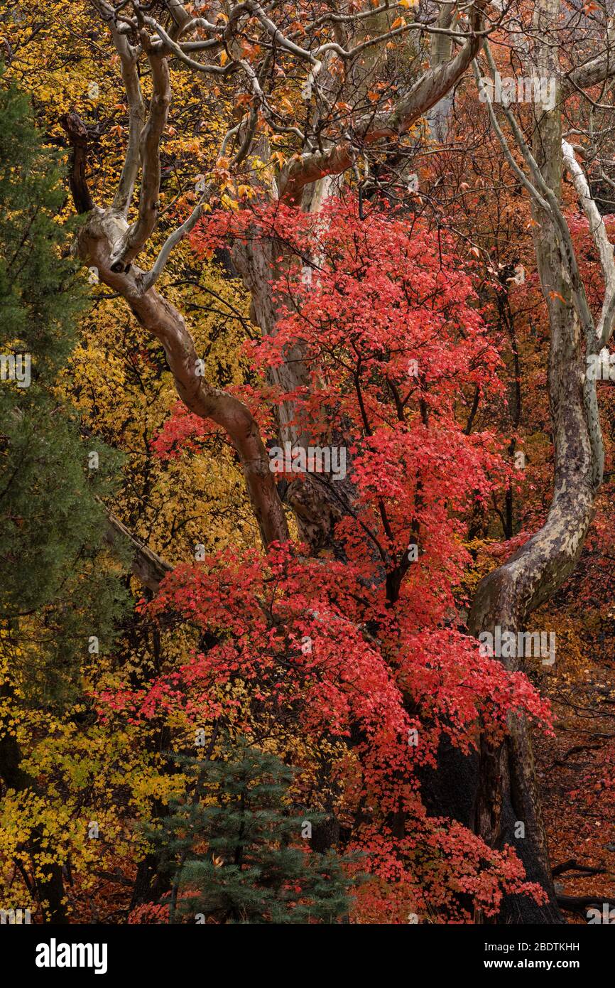 Sawtooth maple tree hi-res stock photography and images - Alamy