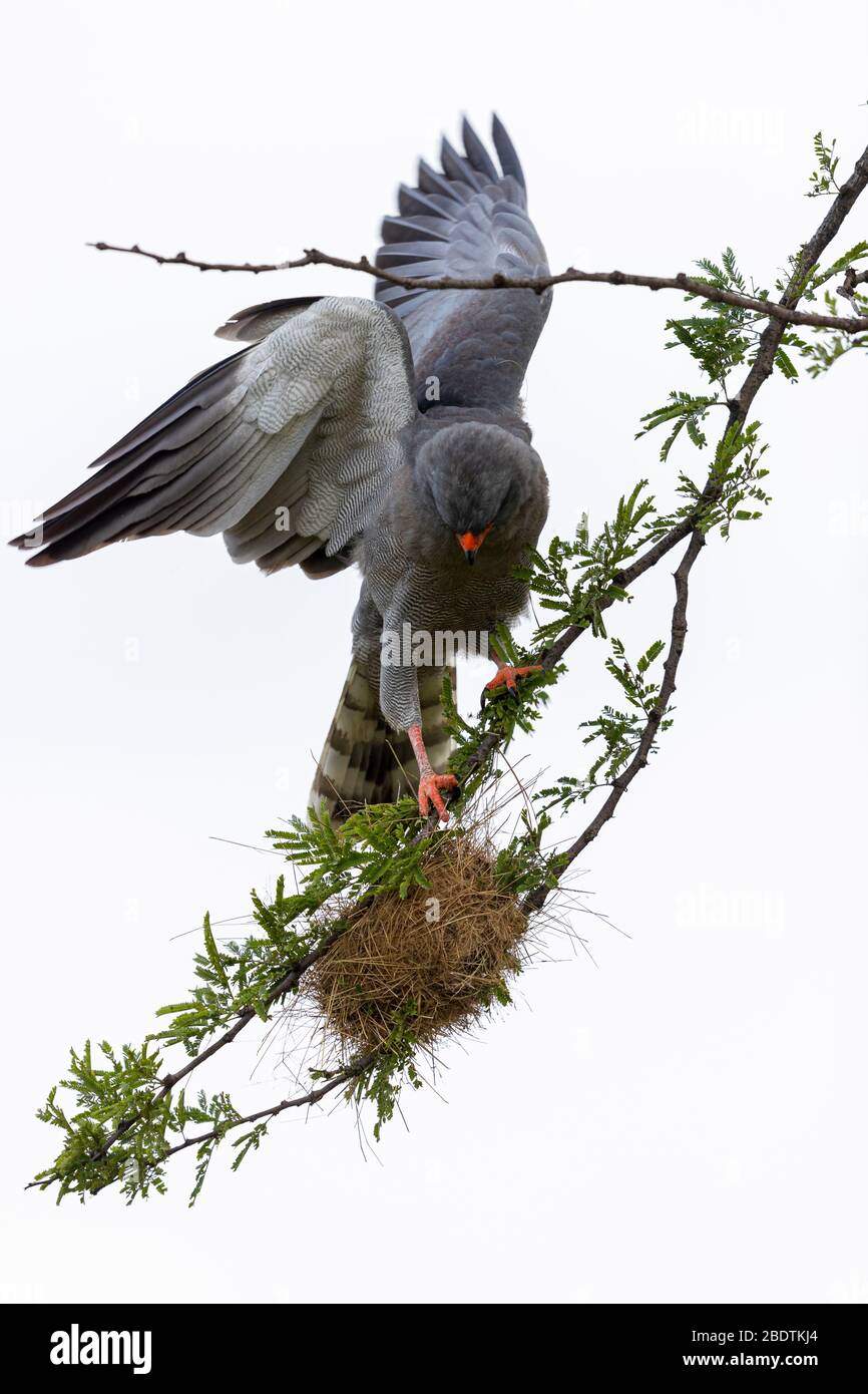 The falcon nest hi-res stock photography and images - Alamy