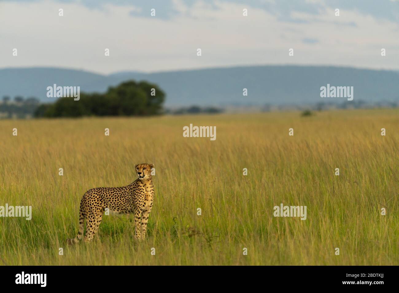 Motionless hi-res stock photography and images - Alamy