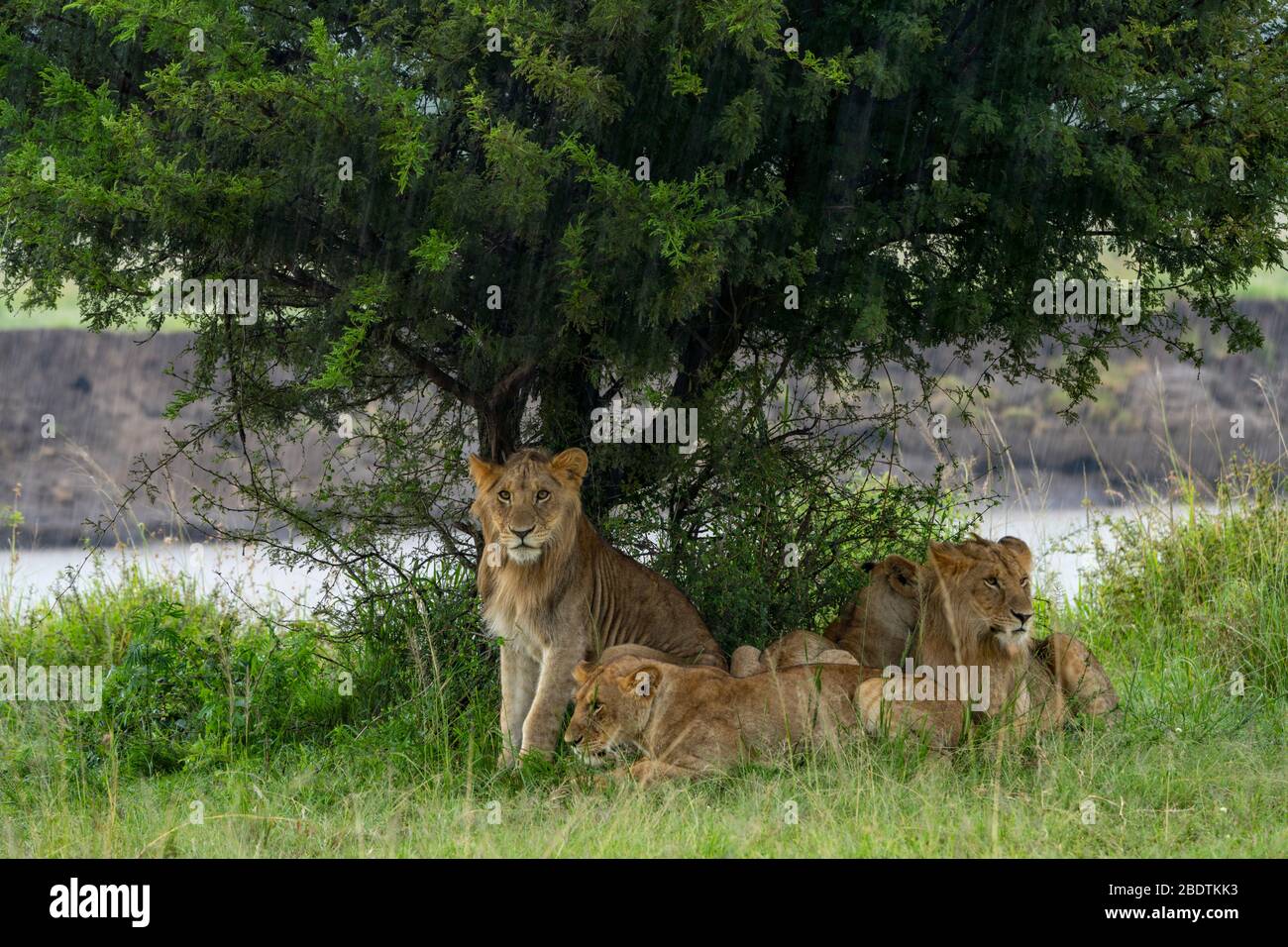 Lion Under Tree High Resolution Stock Photography and Images - Alamy