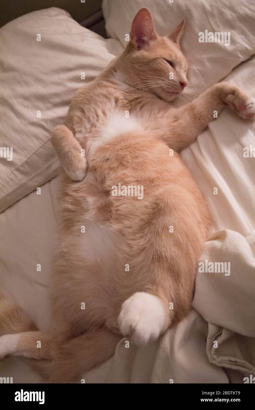 Sleeping Cream Tabby Cat Stock Photo - Alamy