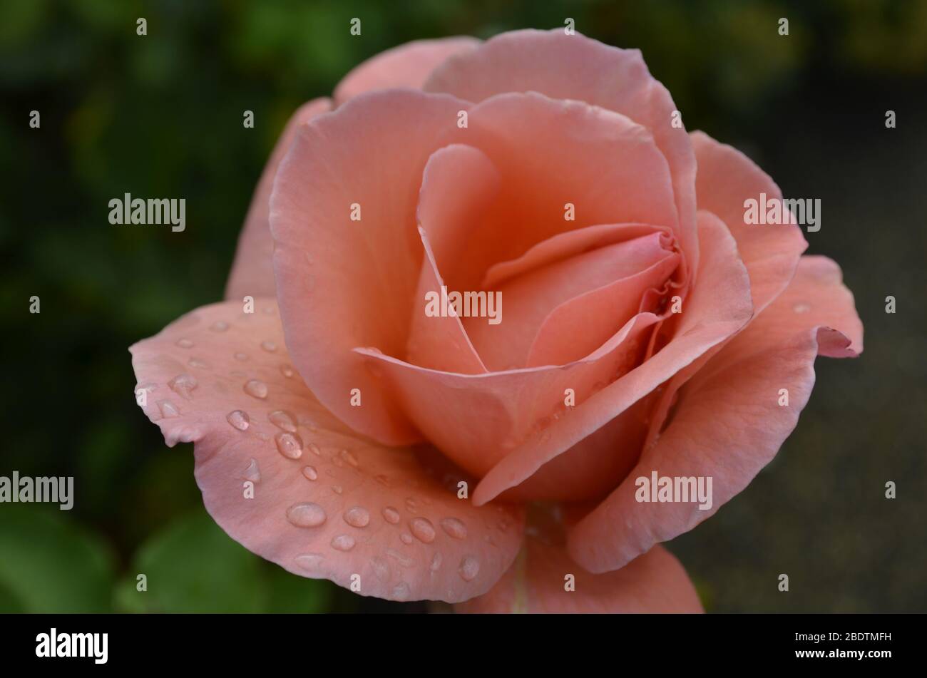 Scarlet rose hi-res stock photography and images - Alamy
