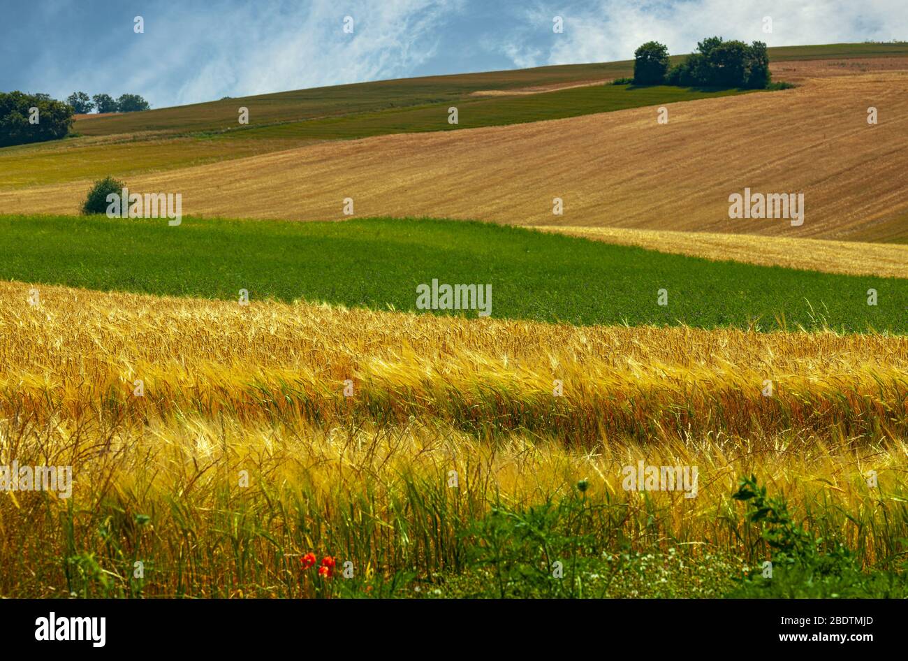 landscape with golden wheat fields and hay Stock Photo - Alamy