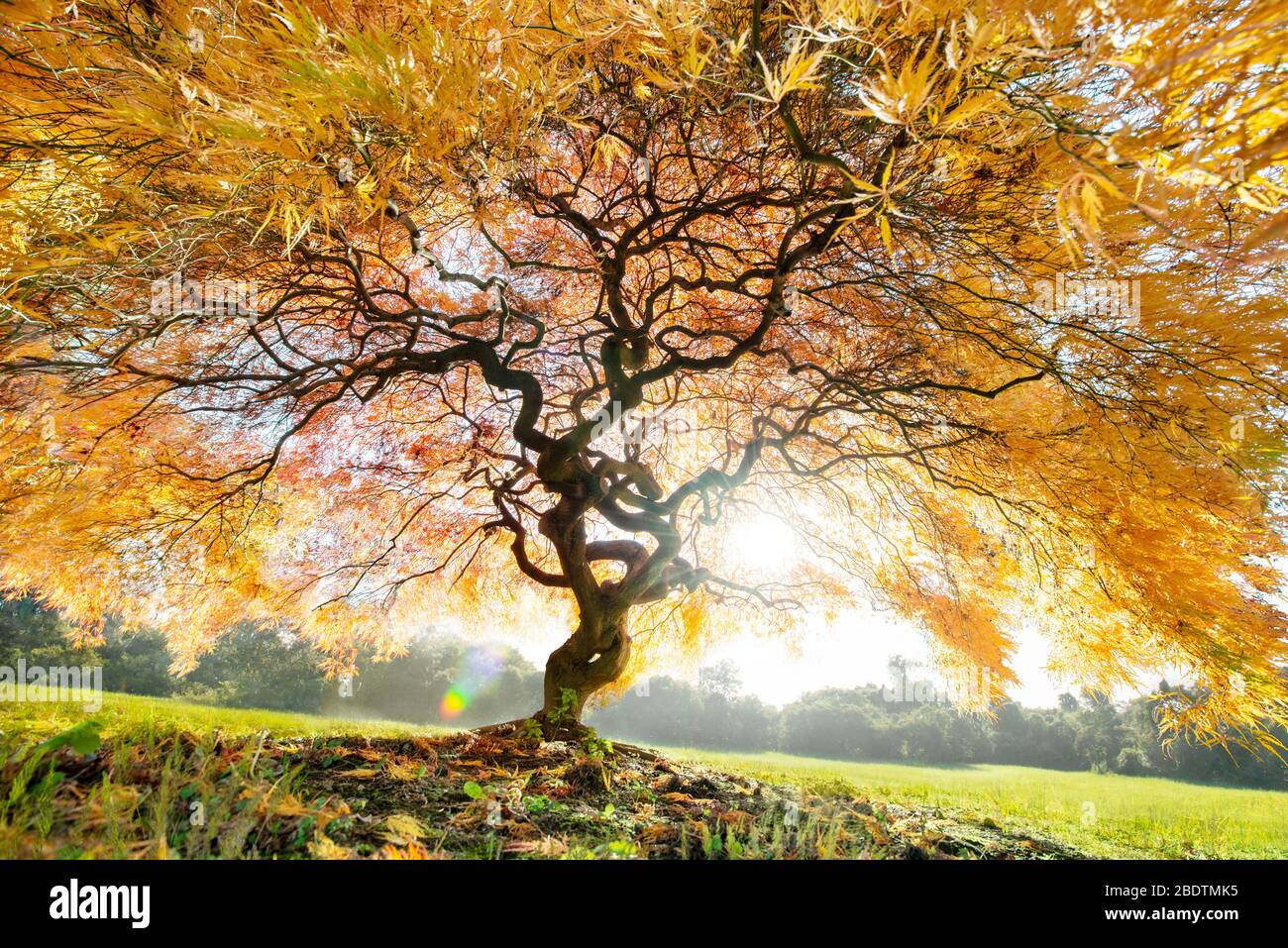 Japanese Maple Brilliant Autumn Display Stock Photo - Alamy