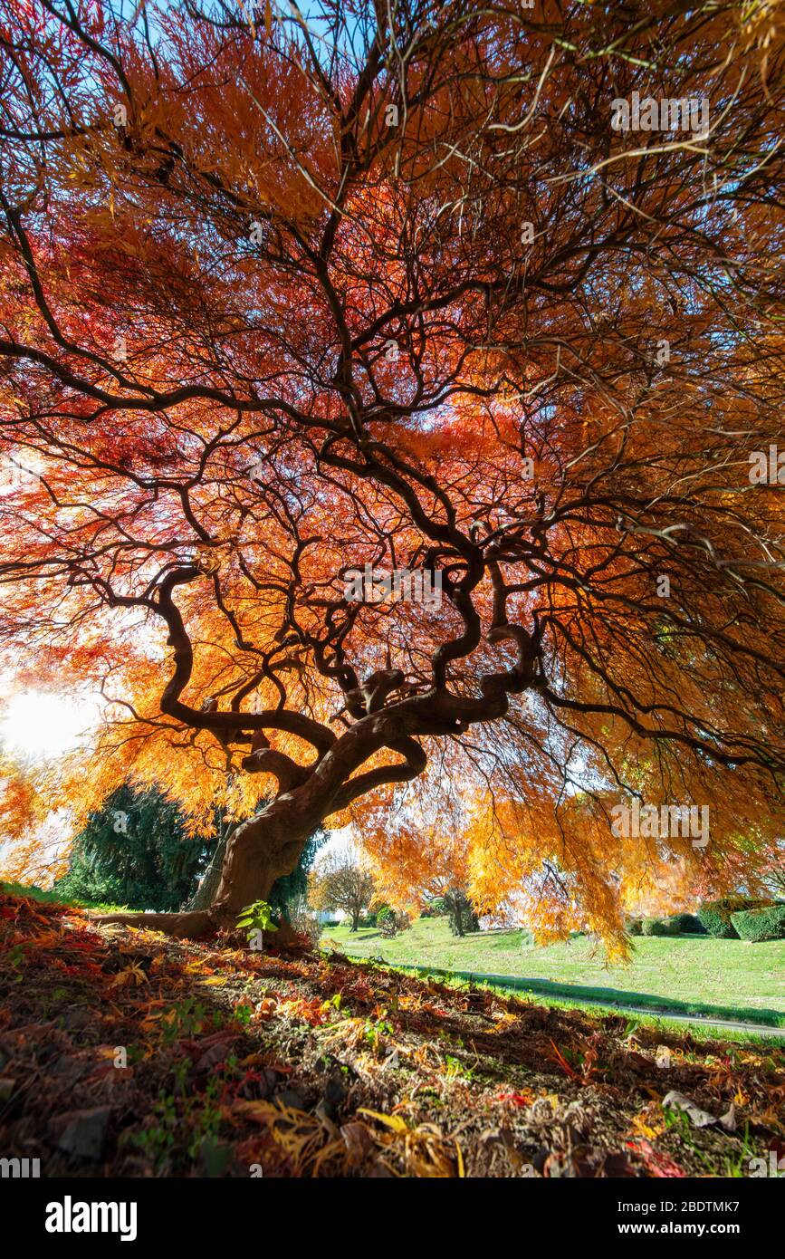 Japanese Maple Brilliant Autumn Display Stock Photo - Alamy