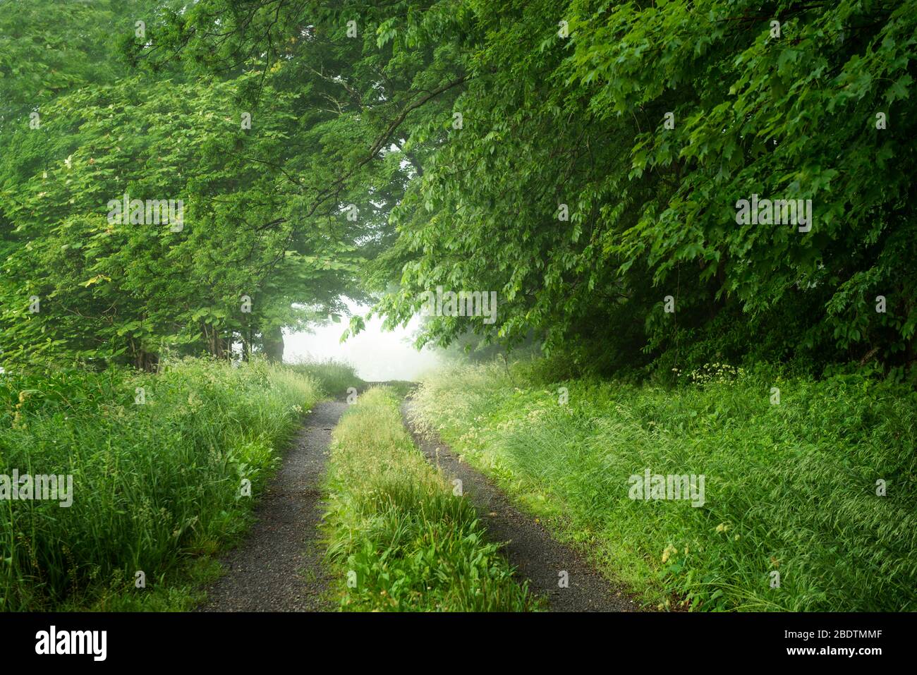 Countryside dirt road surrounded hi-res stock photography and images ...