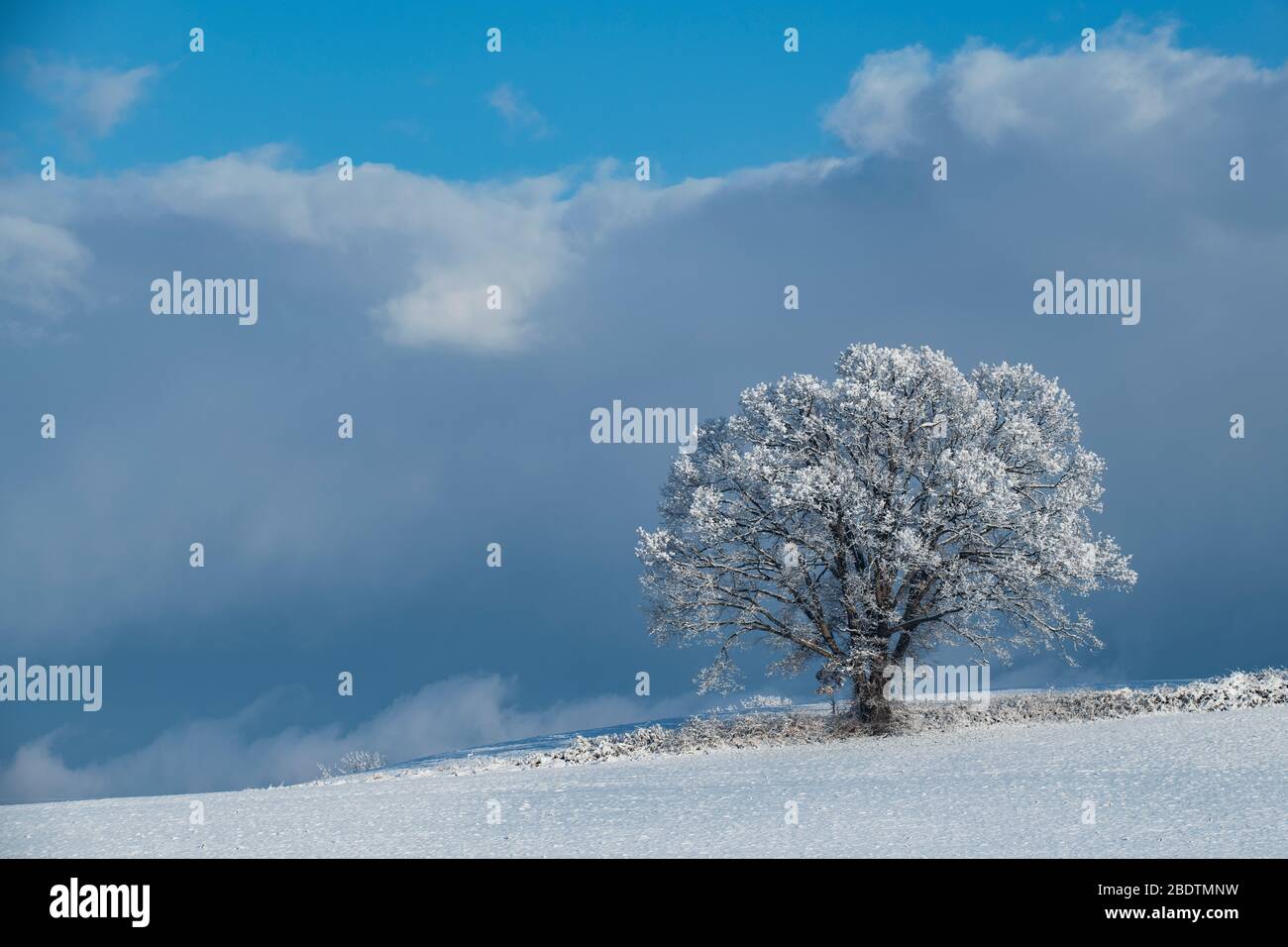 Frozen snowy trees hi-res stock photography and images - Alamy
