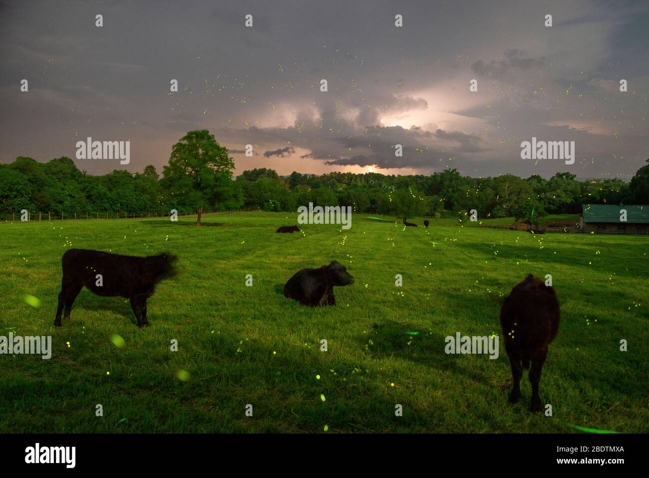 Rural Farm Scenery Cattle and Lightning Storm in Pennsylvania Stock ...